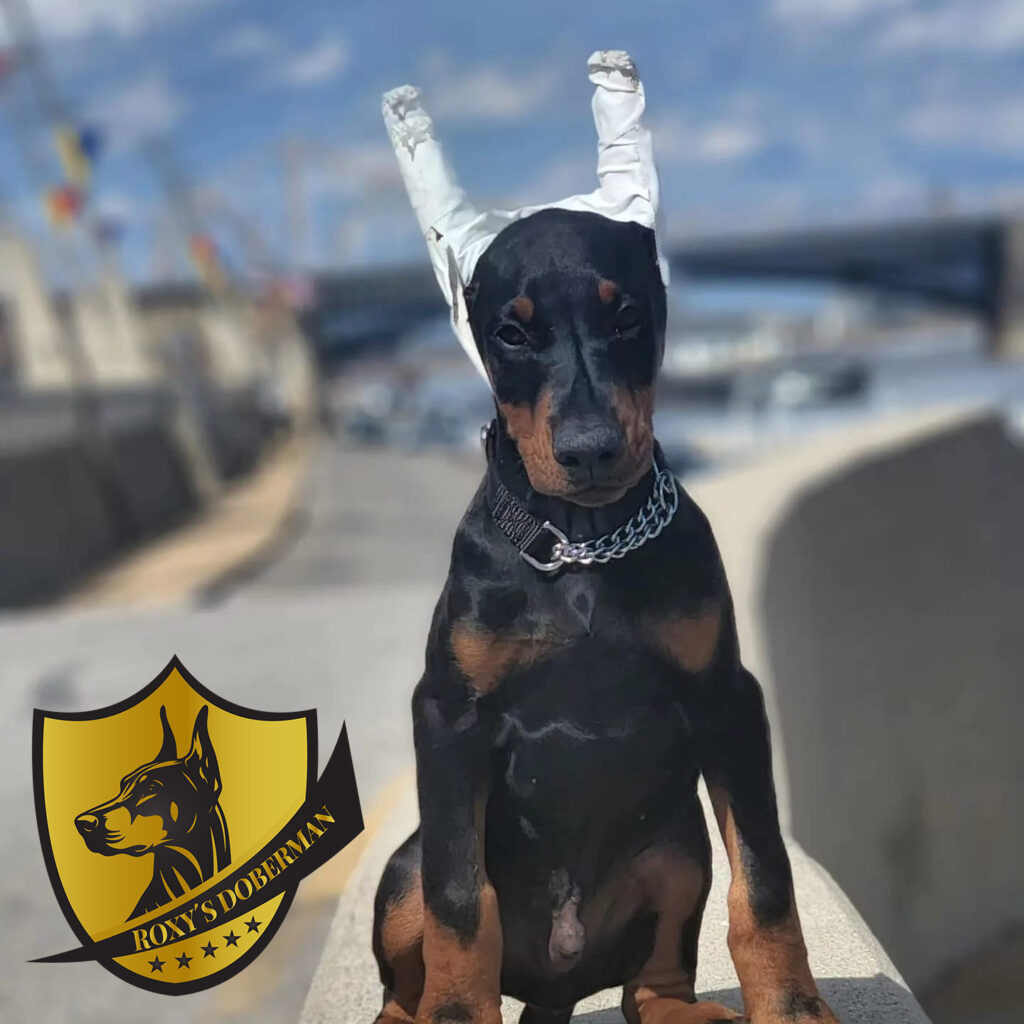 Cropping Doberman Ears: Pros and Cons Every Owner Should Know